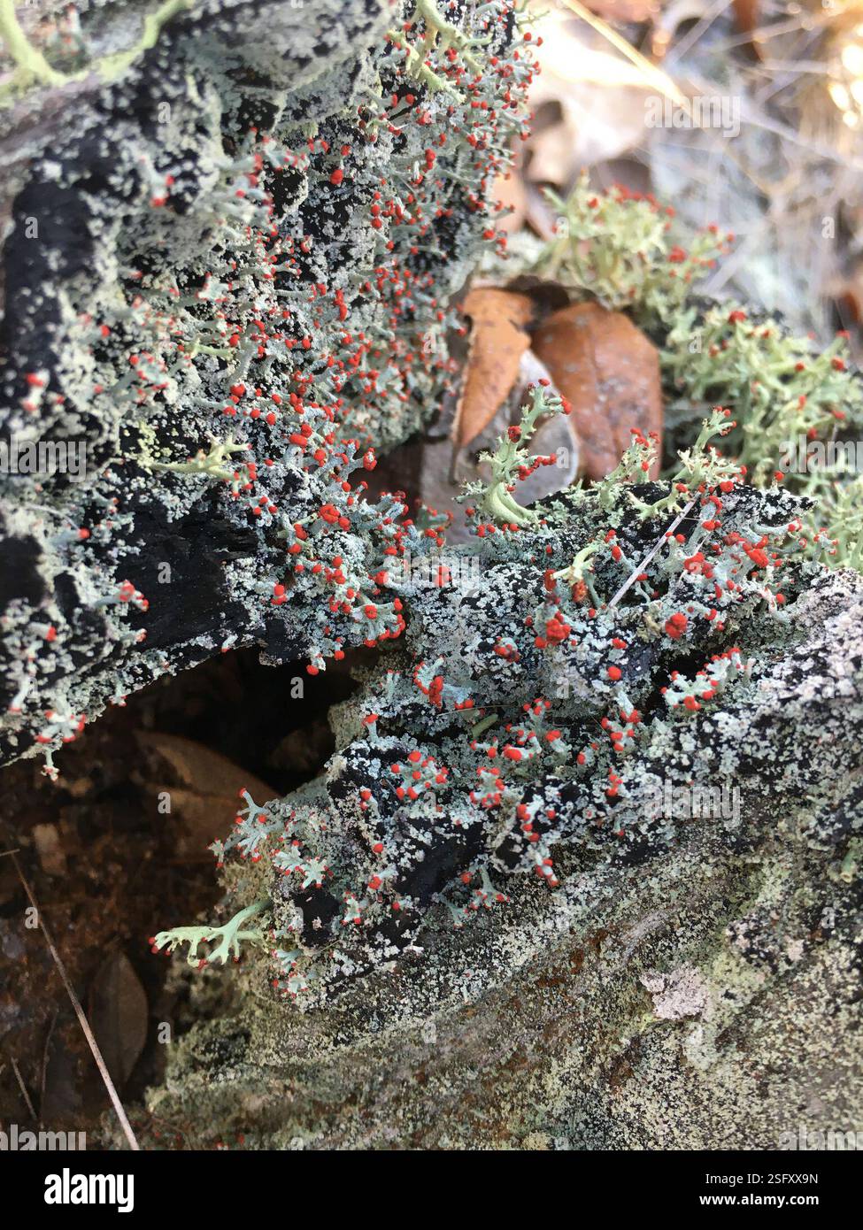 pixie cup and reindeer lichens (Cladonia), Fungi, Florida, US, Duette ...