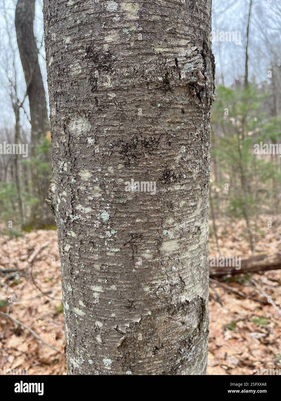 sweet birch (Betula lenta), Plantae, Cameron Highlands Conservation ...