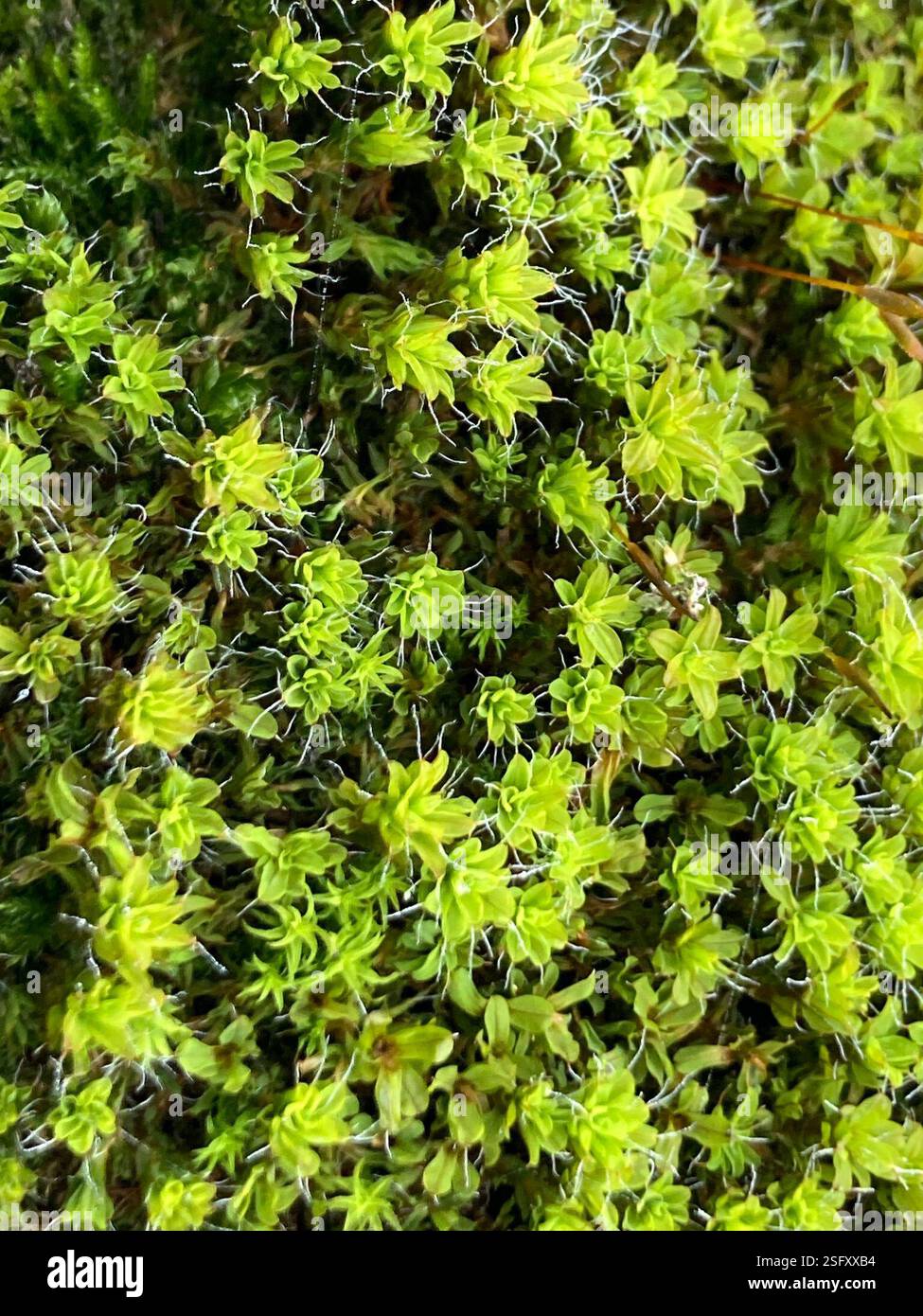Star Moss (Syntrichia ruralis), Plantae, Mortlake High St, London ...