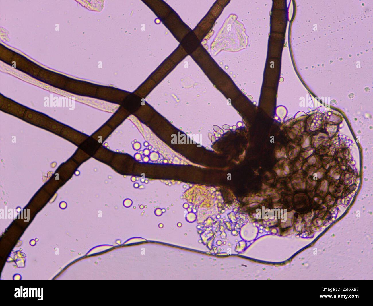 (Periconia typhicola), Fungi, 35039 Marburg, Deutschland, ex Typha ...