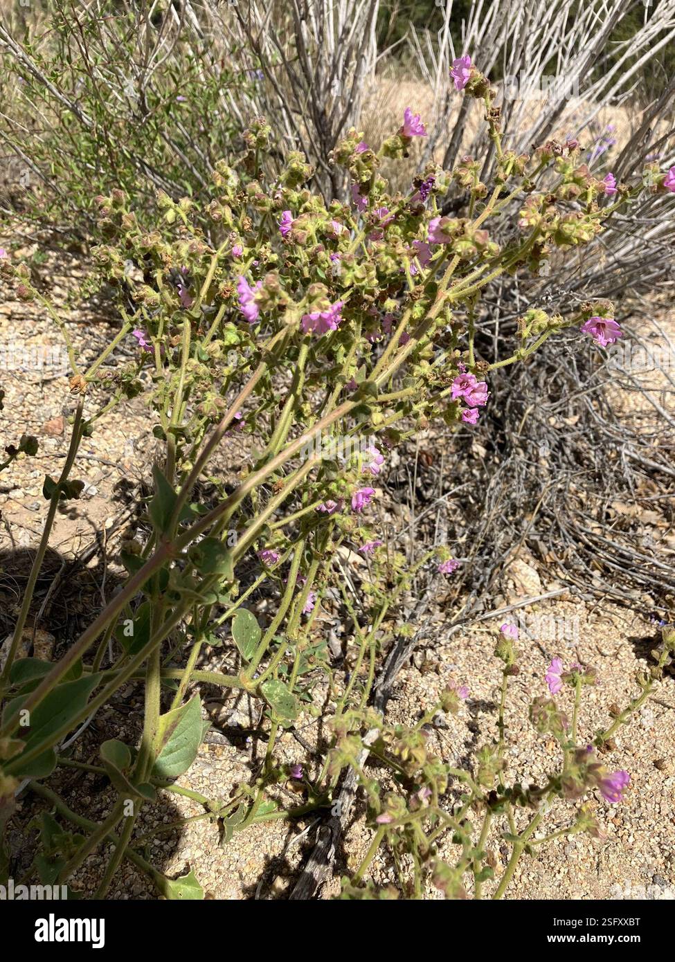 White Four o'Clock (Mirabilis albida), Plantae, Mojave National ...