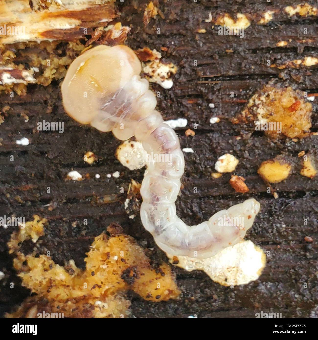 Jewel Beetles (Buprestidae), Insecta, Micanopy, FL 32667, USA, strange ...