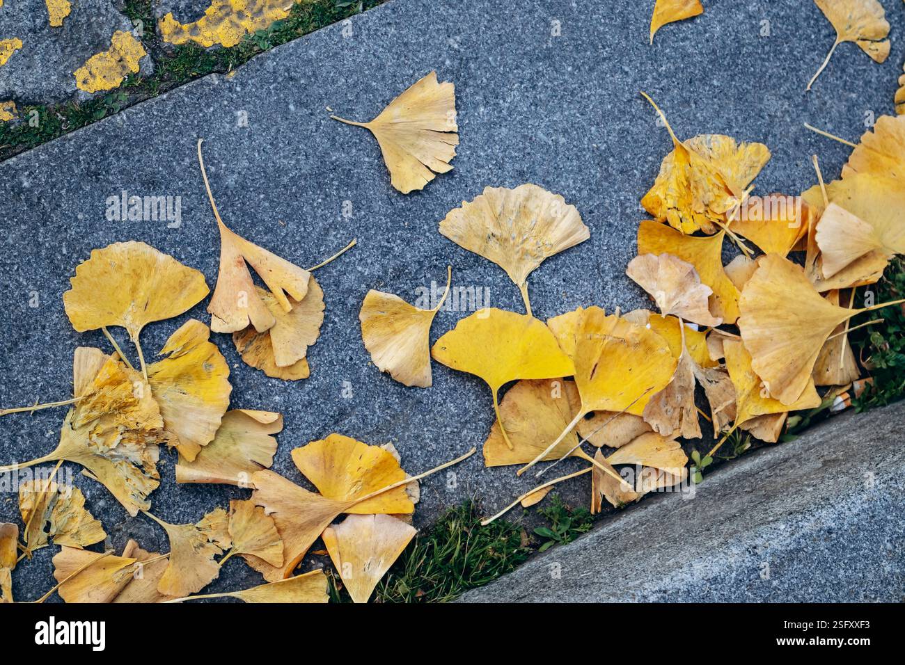 Fallen yellow ginkgo leaves on the asphalt Stock Photo - Alamy