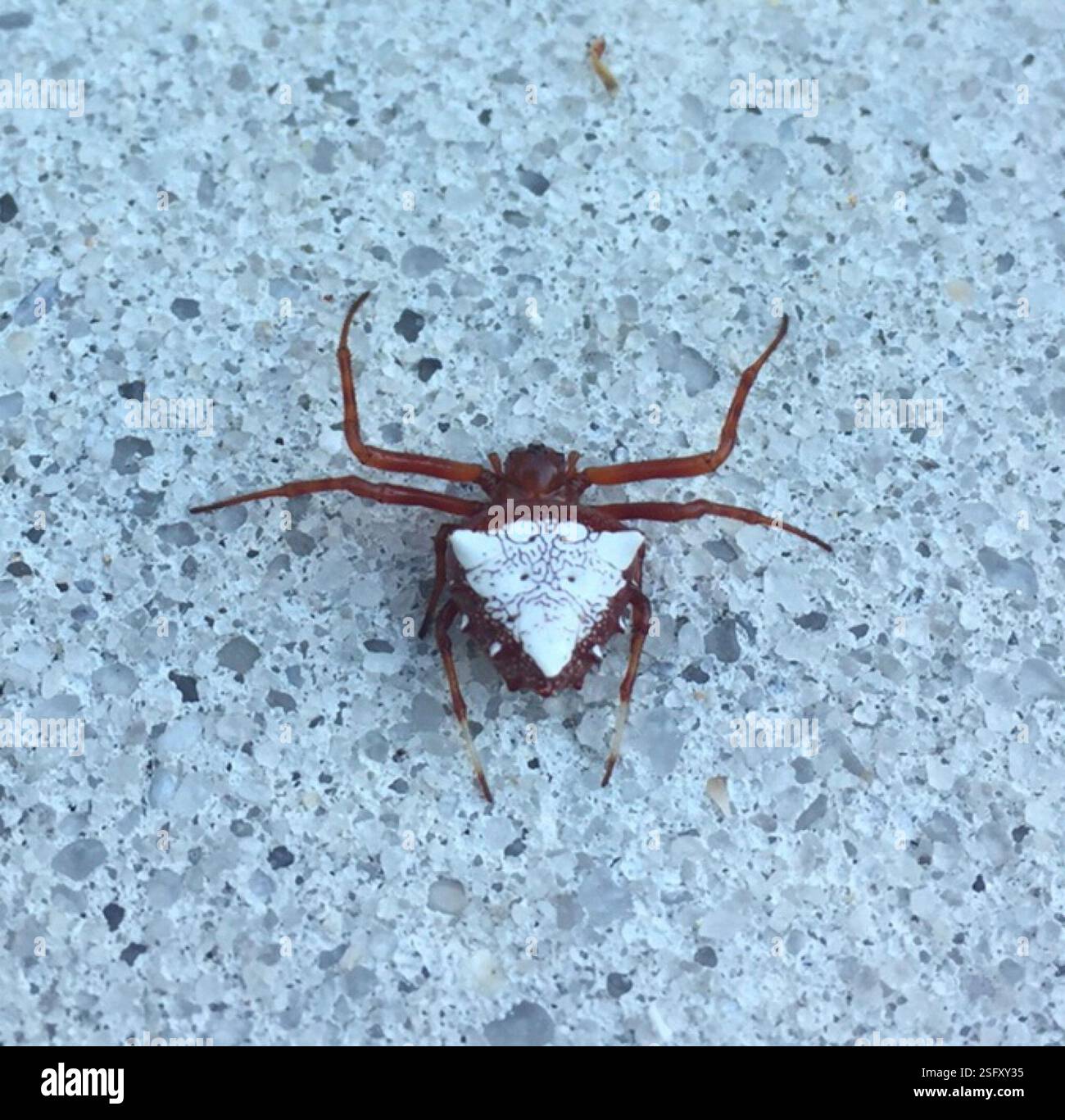 Arrowhead Orbweaver (Verrucosa arenata), Arachnida, Parrish Stock Photo ...