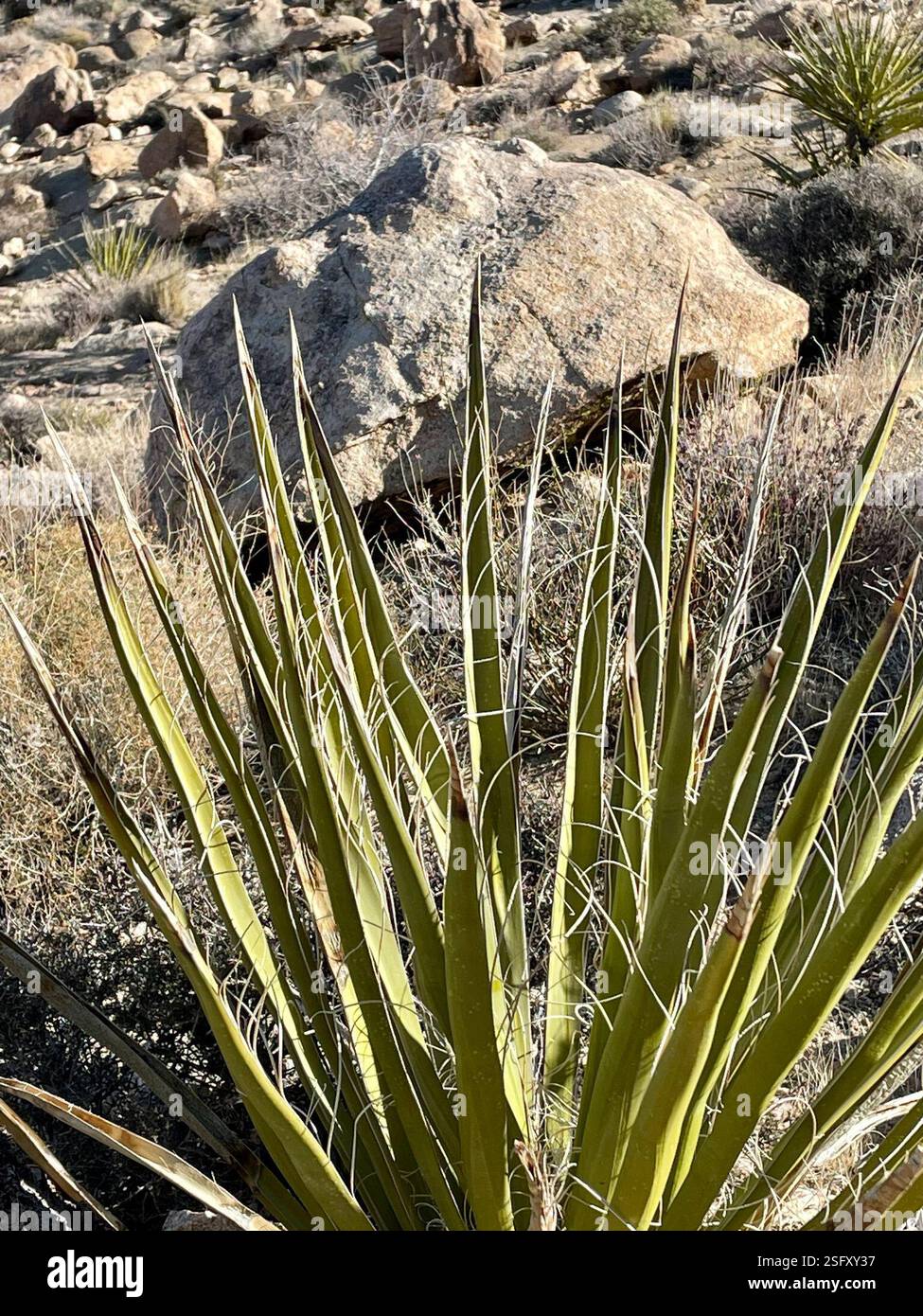 Mojave Yucca (Yucca schidigera), Plantae, Joshua Tree National Park ...