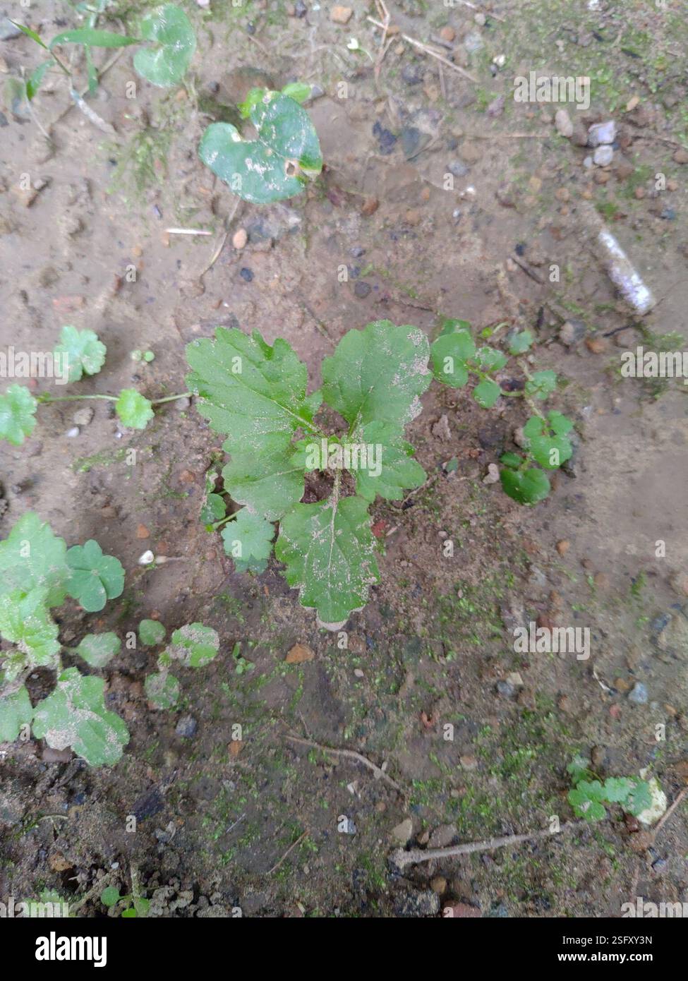 Auriculate Dichrocephala (Dichrocephala integrifolia), Plantae ...