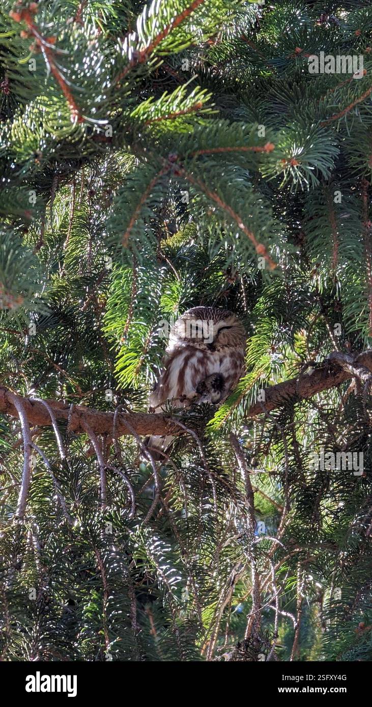 North American Deer Mice (Peromyscus), Mammalia, Ohio, US Stock Photo ...