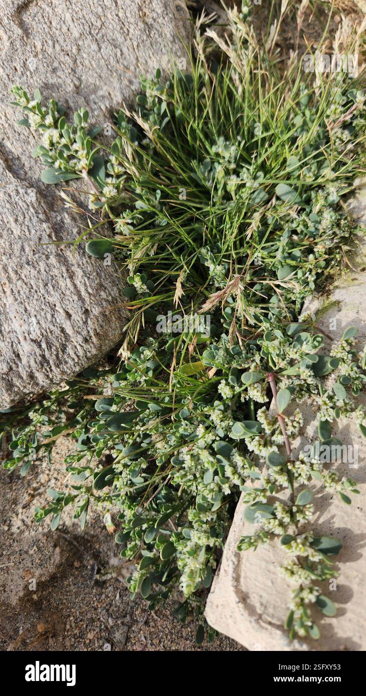 Frost Mat (Achyronychia cooperi), Plantae, Mecca, CA 92254, USA Stock ...