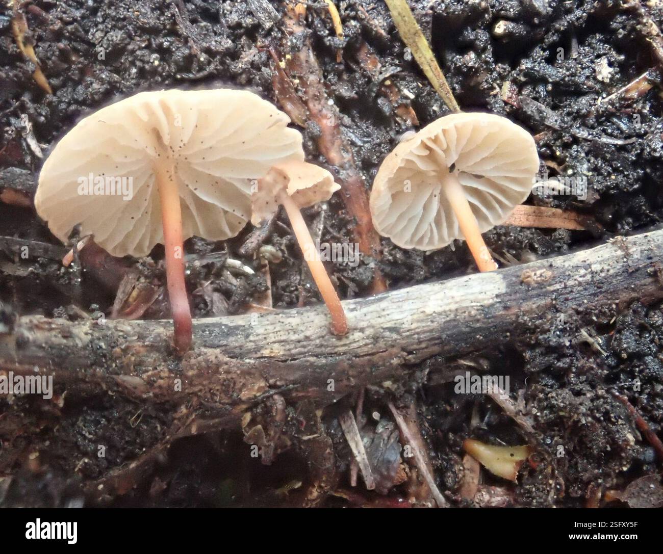 (Omphalotaceae), Fungi, Auckland, Waitemata Harbour, Kauri Point ...