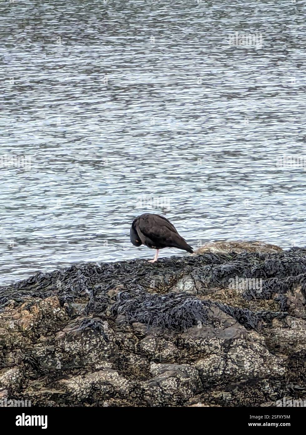 Black Oystercatcher (Haematopus bachmani), Aves, Victoria, BC, Canada ...
