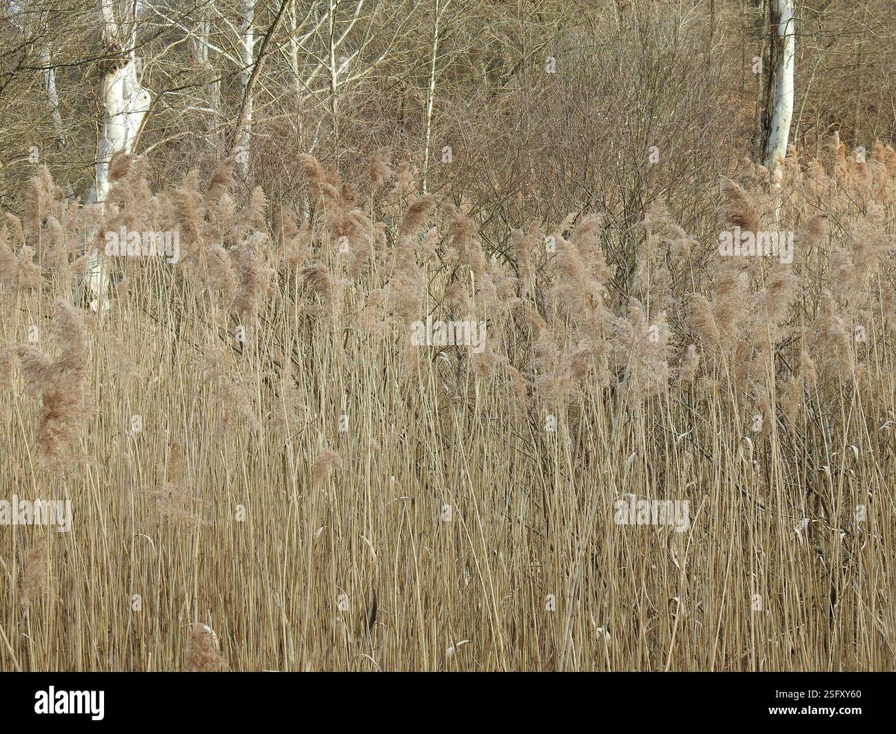 common reed (Phragmites australis), Plantae, Allegheny County, PA, USA ...