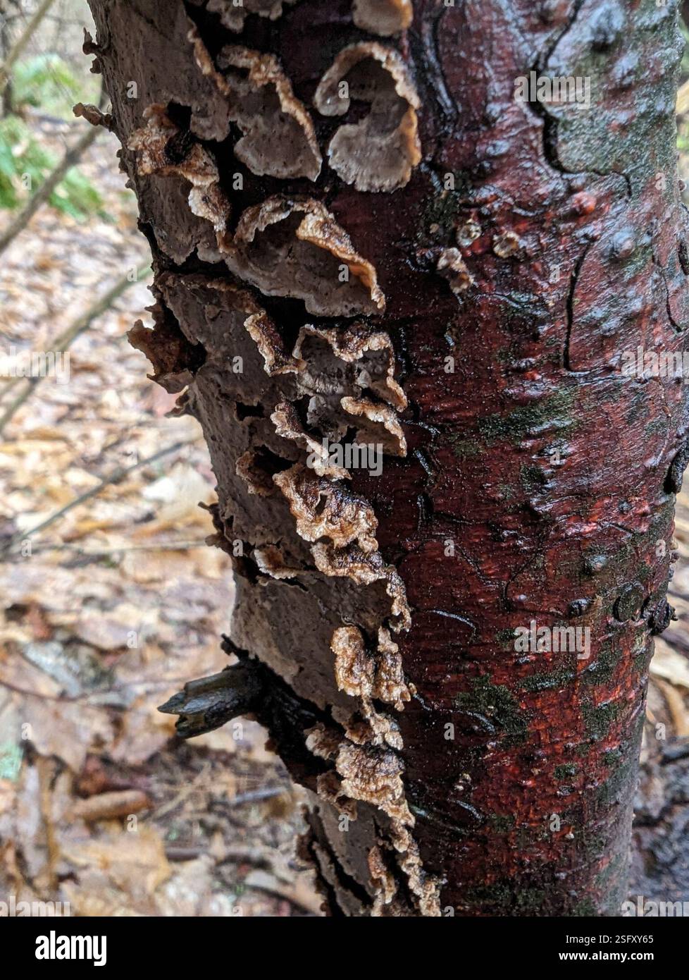 Bleeding Conifer Crust (Stereum sanguinolentum), Fungi, Vancouver, BC ...