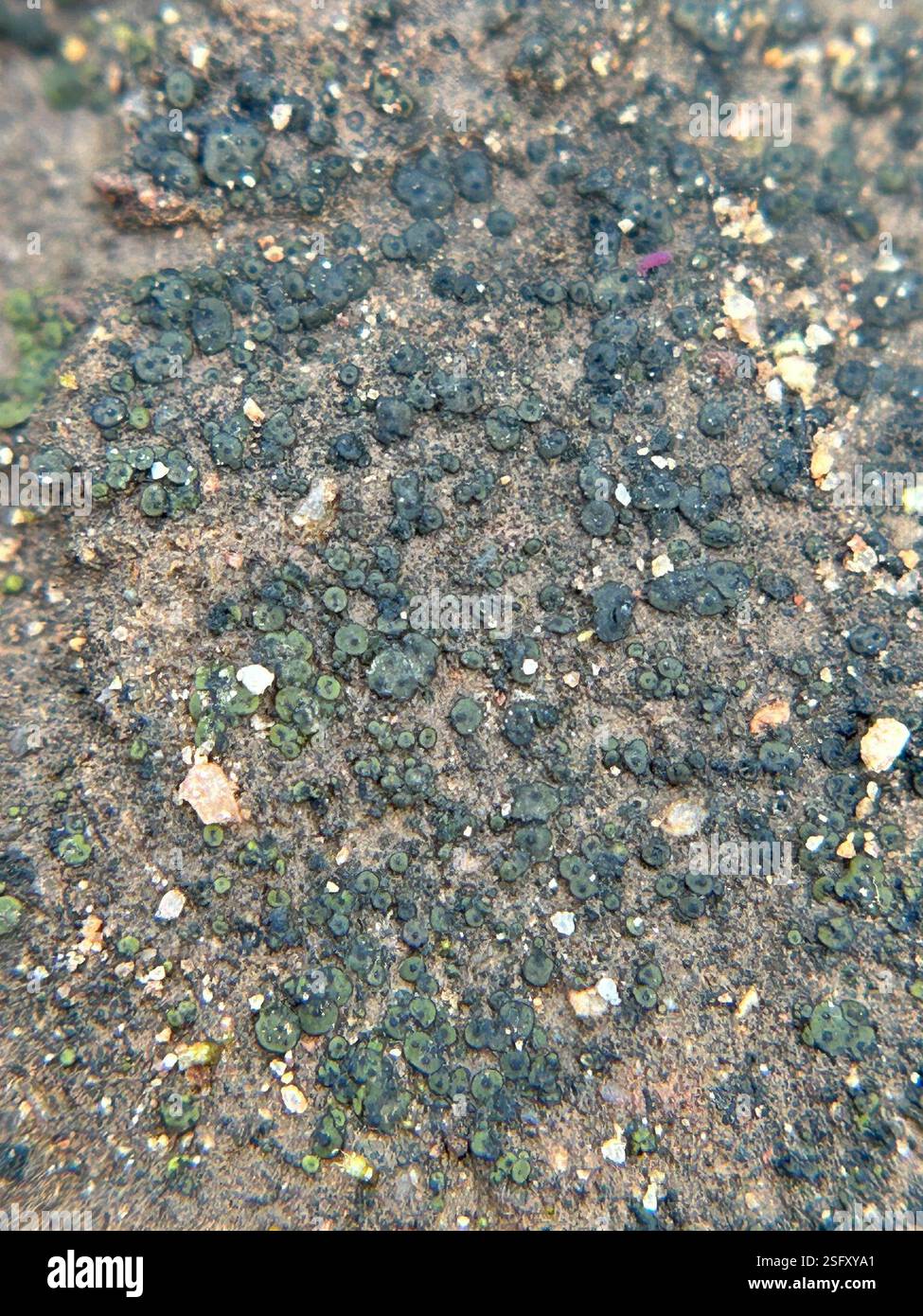 Jellytot Earthscale Lichen (Placidium squamulosum), Fungi, El Chorro ...