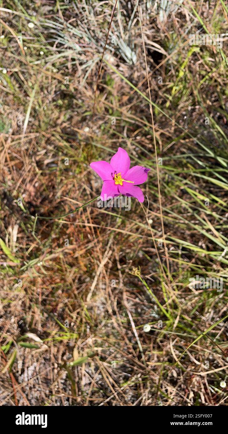 Largeflower Rose Gentian (Sabatia grandiflora), Plantae, Hobe Sound ...