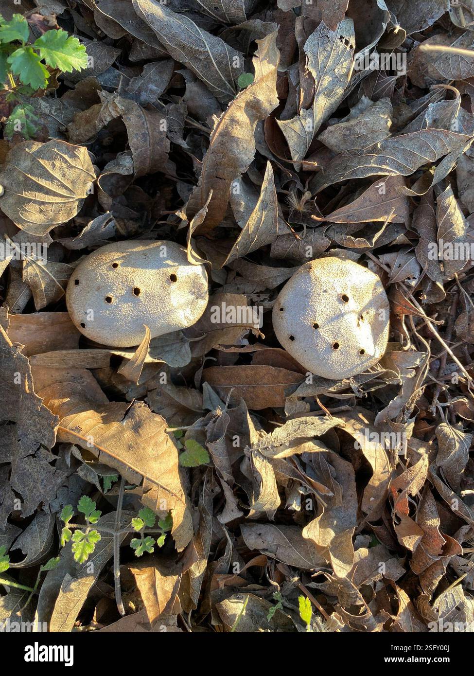 Pepper Pot (Myriostoma coliforme), Fungi, County Road 202, Cameron, TX ...