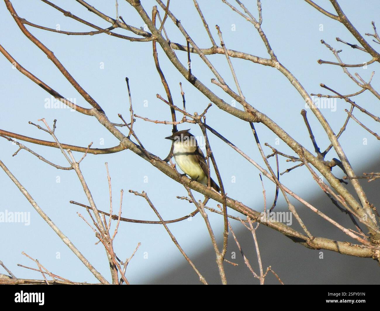 Eastern Phoebe (Sayornis phoebe), Aves, Reserve Wetlands, Clear Lake ...