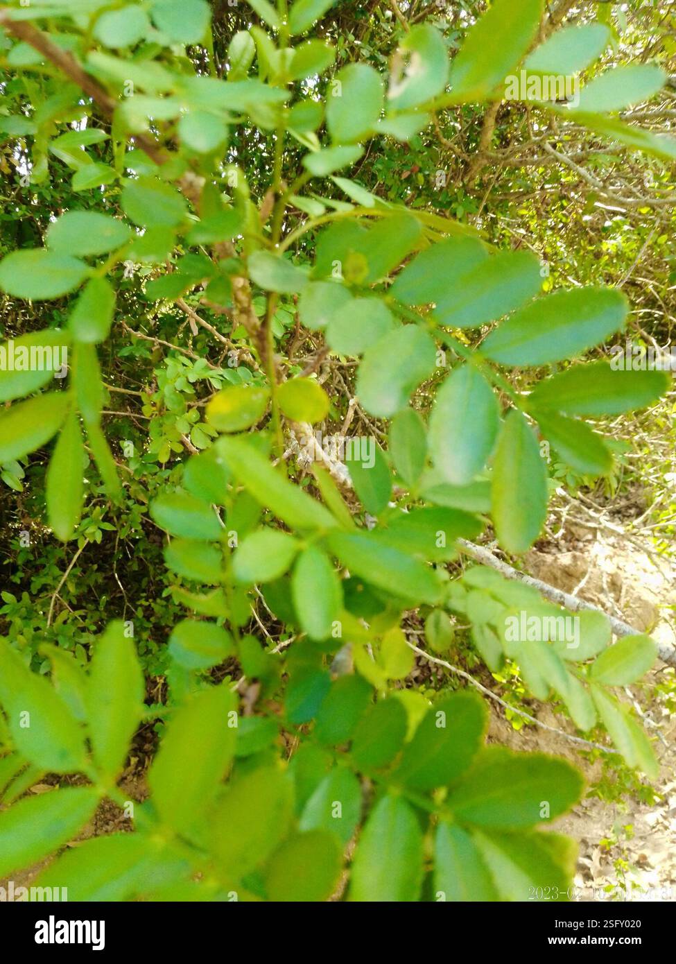 Lime Prickly-ash (Zanthoxylum fagara), Plantae, 37000 Departamento de ...