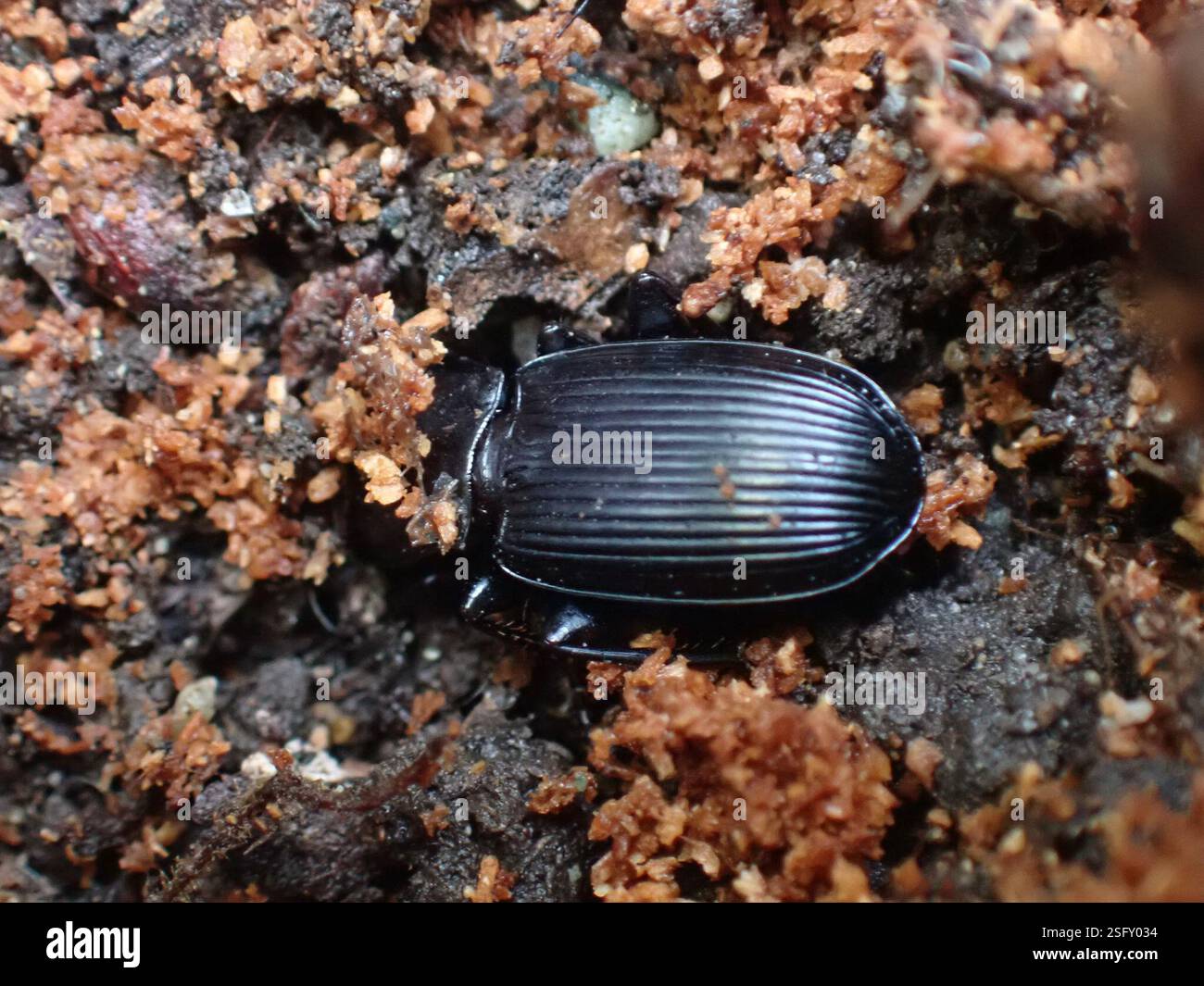 (Pterostichus algidus), Insecta, Capital, BC, Canada Stock Photo - Alamy