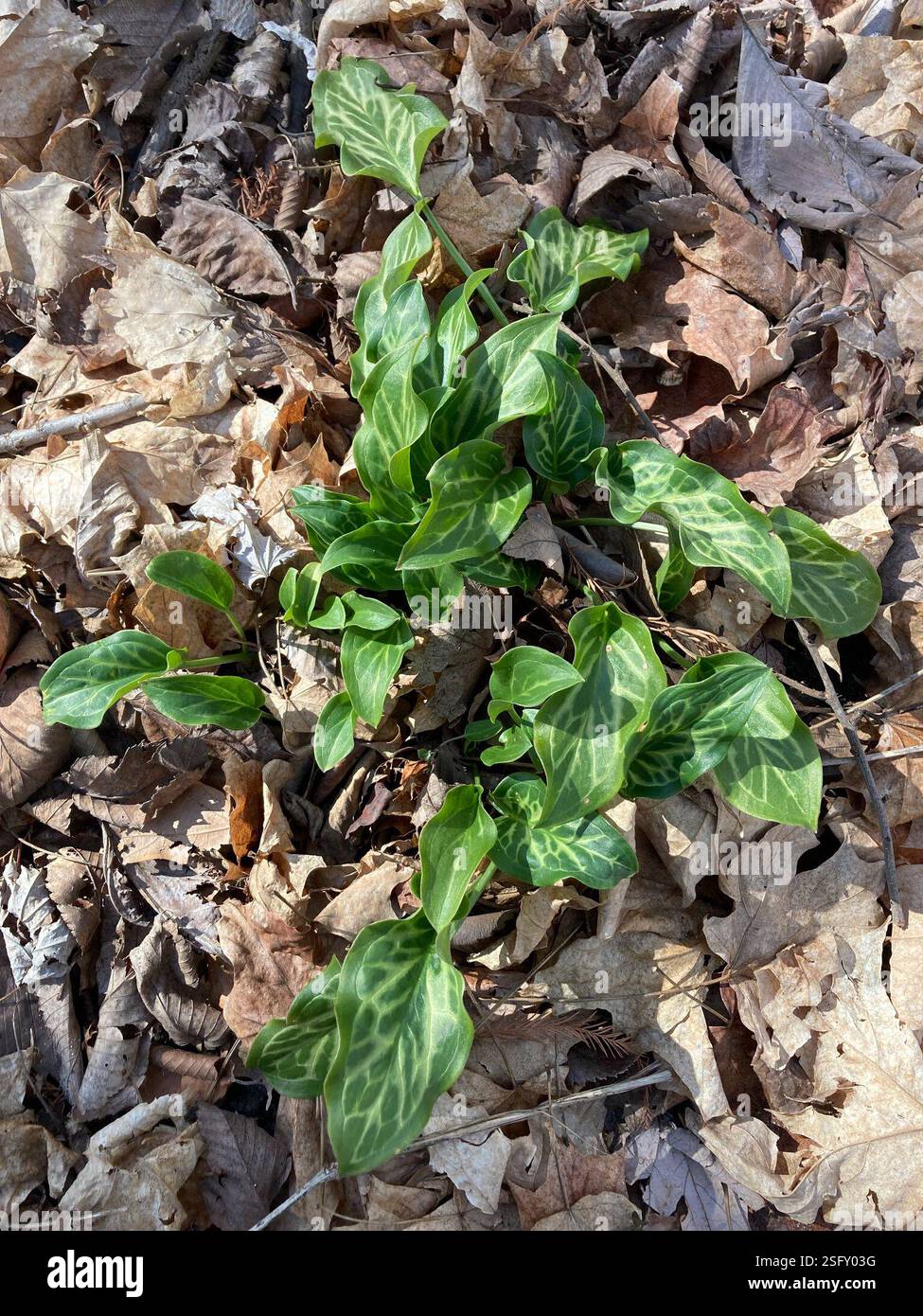 Italian arum (Arum italicum), Plantae, Walter Reed Community Center and ...