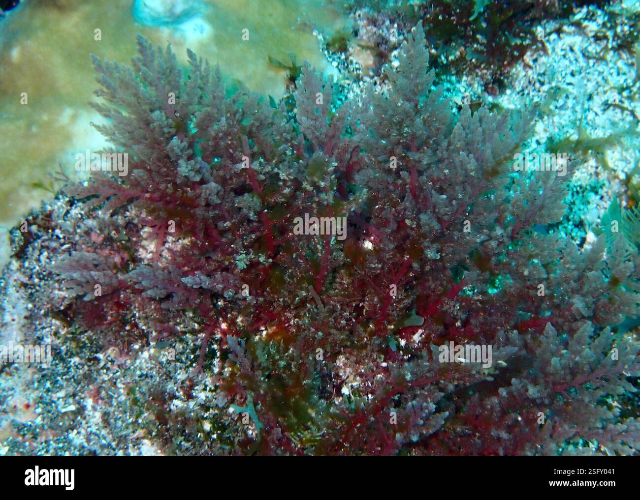 red sea plume (Asparagopsis taxiformis), Plantae, Baía Entre Picos ...
