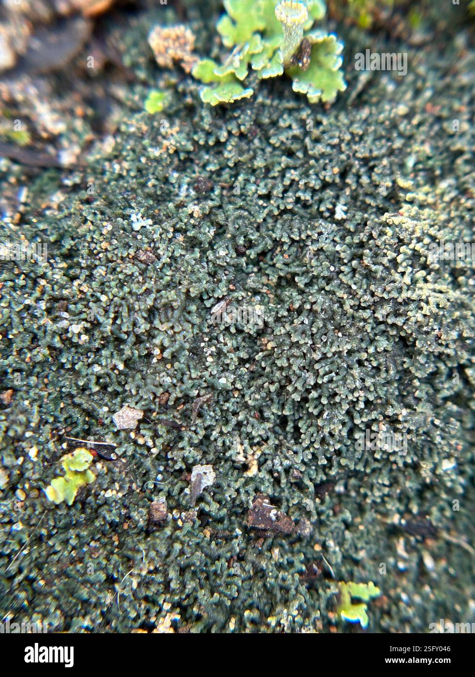 Fishscale Lichens (Psora), Fungi, Montaña de Oro State Park, Los Osos ...