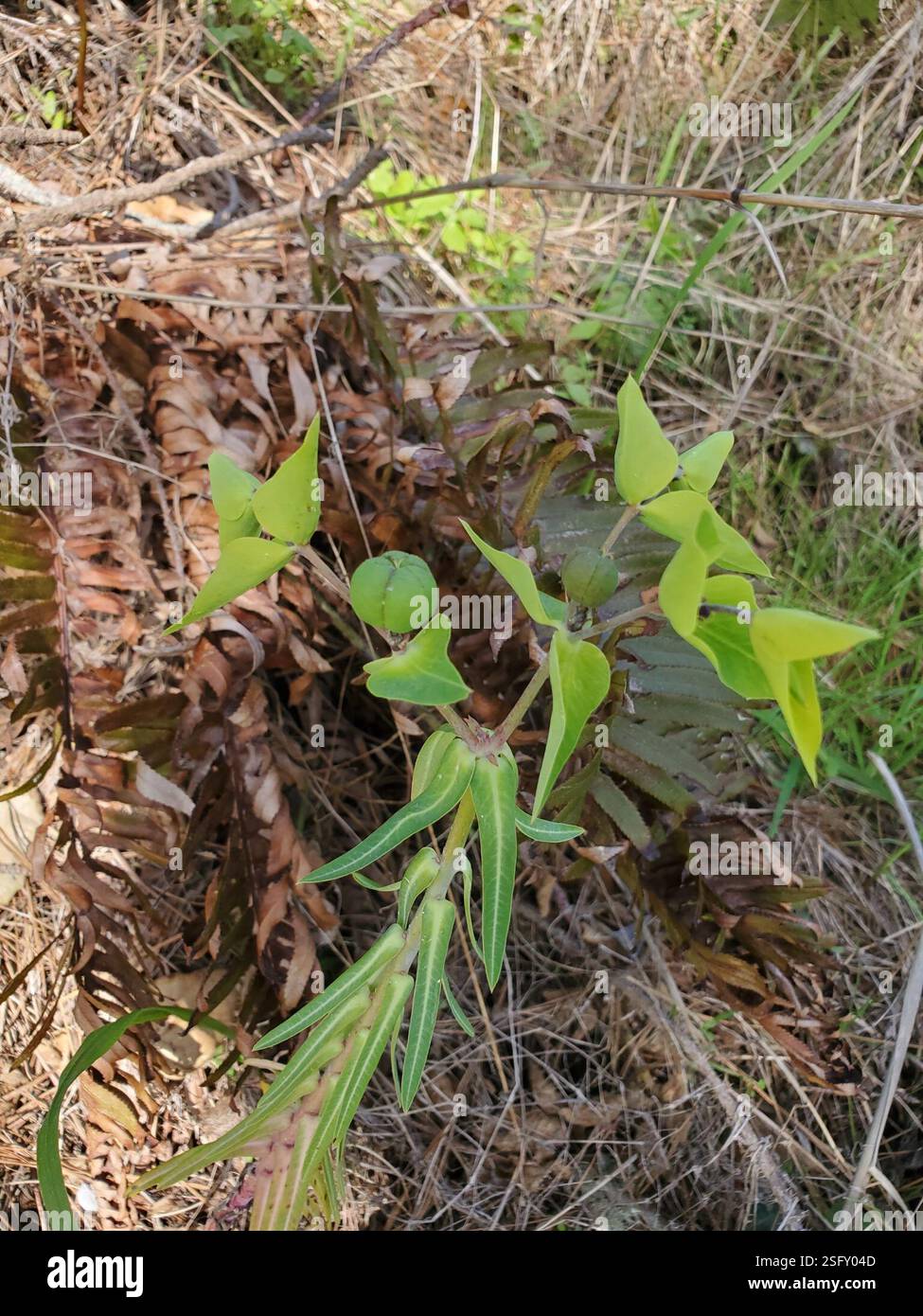 caper spurge (Euphorbia lathyris), Plantae, Sausalito, CA 94965, USA ...