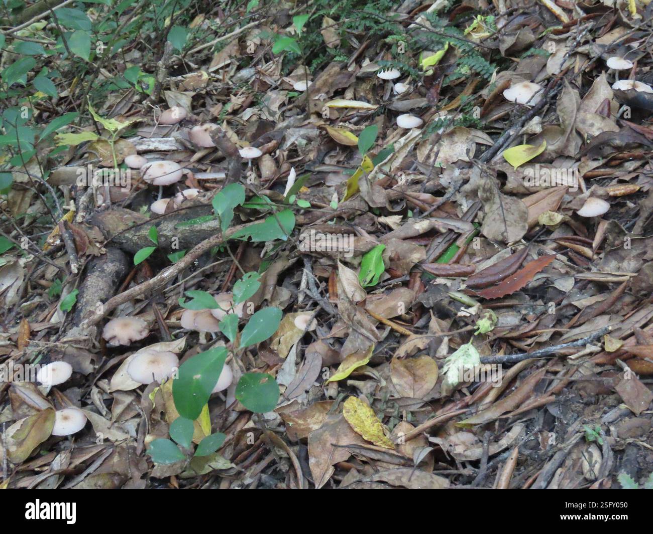Pale Brittlestem (Candolleomyces candolleanus), Fungi, 19 Thatcher ...