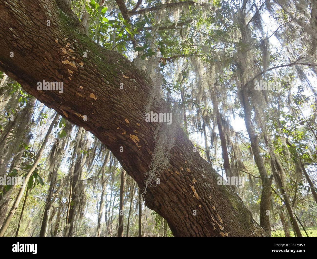 southern live oak (Quercus virginiana), Plantae, Windsor Forest ...