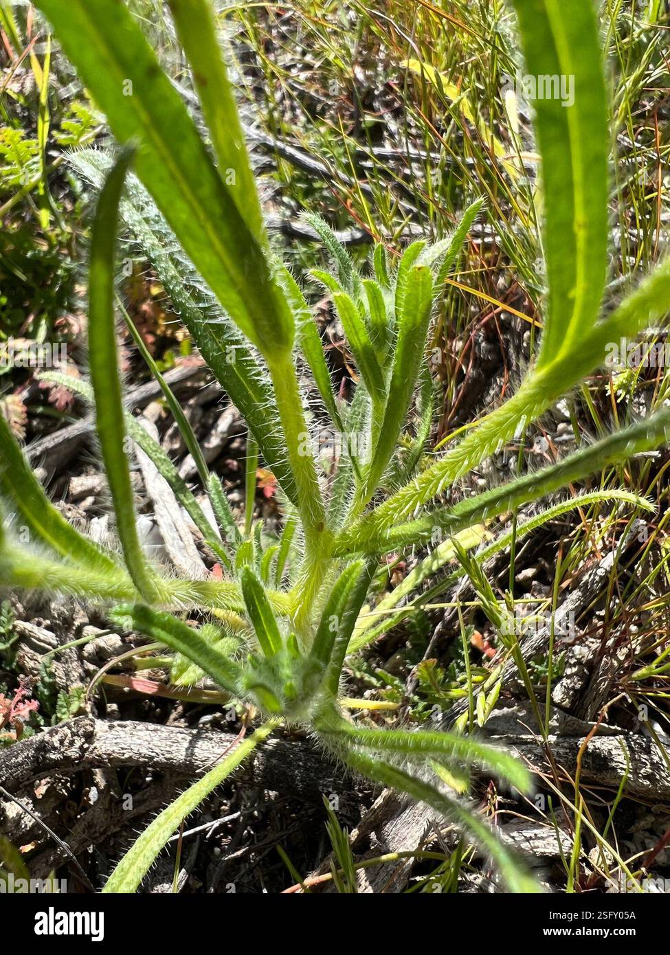 Annual Cryptanthas (Cryptantha), Plantae, Riverside County, CA, USA ...