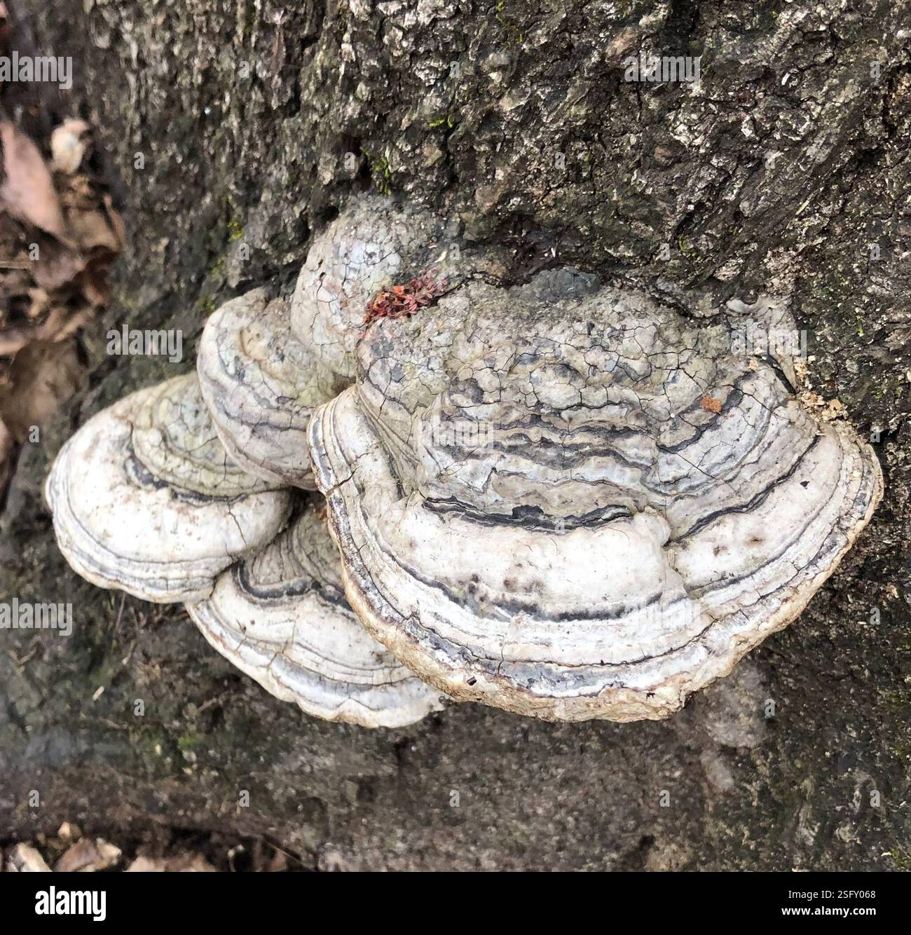 Southern Clam Shell (Fomes fasciatus), Fungi, Boyce Rd, Charlotte, NC ...