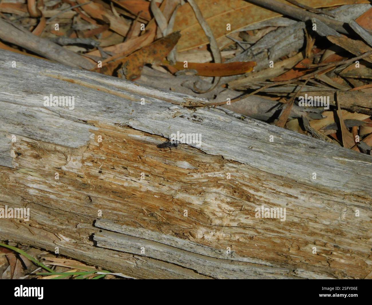 Bees and Apoid Wasps (Apoidea), Insecta, Hobart TAS, Australia Stock ...