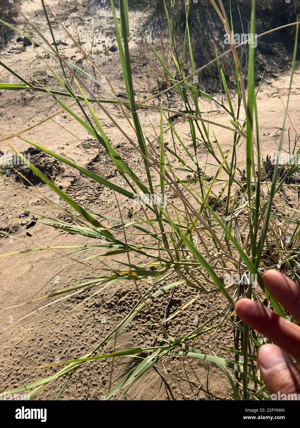 Big Galleta (Hilaria rigida), Plantae, Mojave National Preserve, San ...