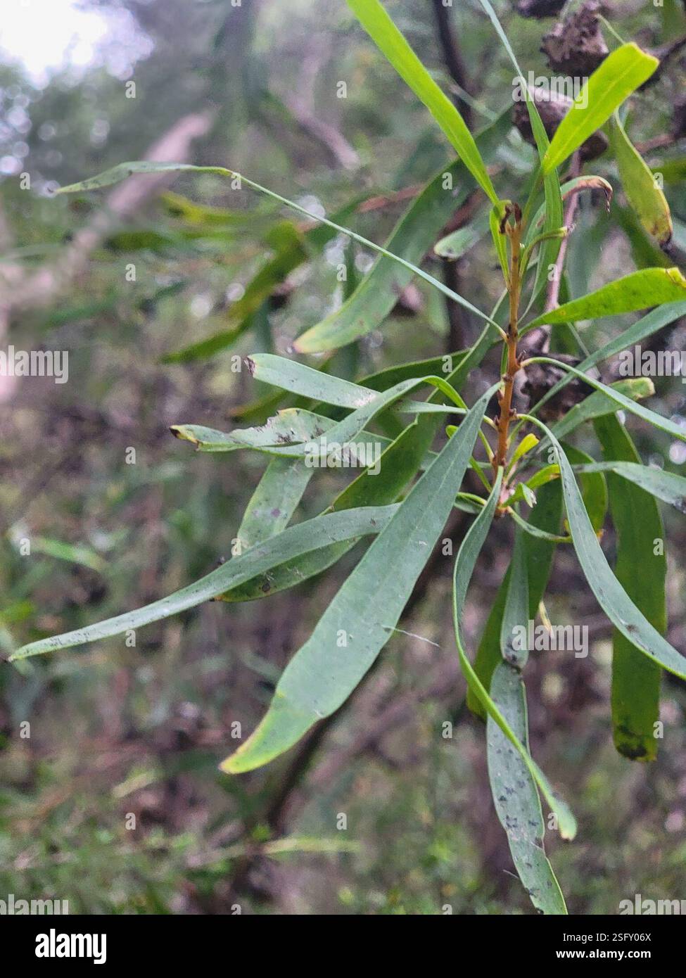 Willow-leaved hakea (Hakea salicifolia), Plantae, 7183, New Zealand ...