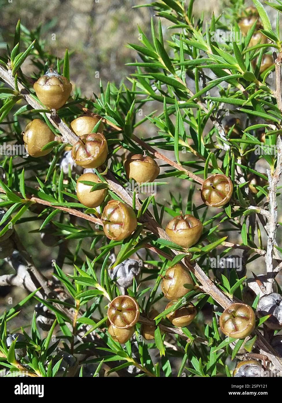 prickly tea-tree (Leptospermum continentale), Plantae, Cleland SA 5152 ...
