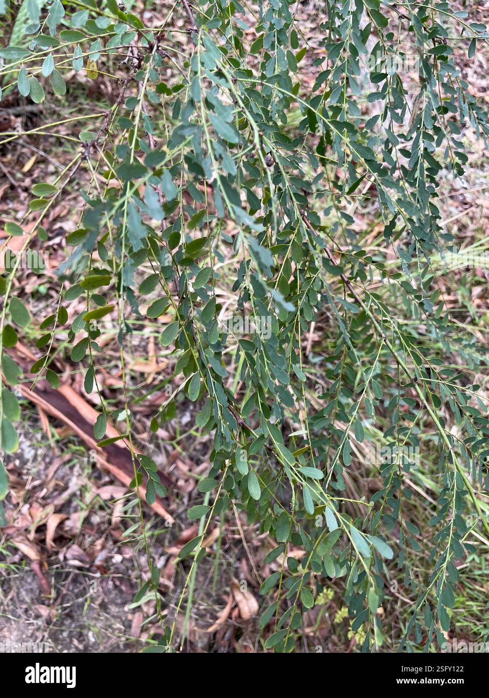 scrubby spurge (Phyllanthus gunnii), Plantae, Mount Cotton, QLD, AU ...