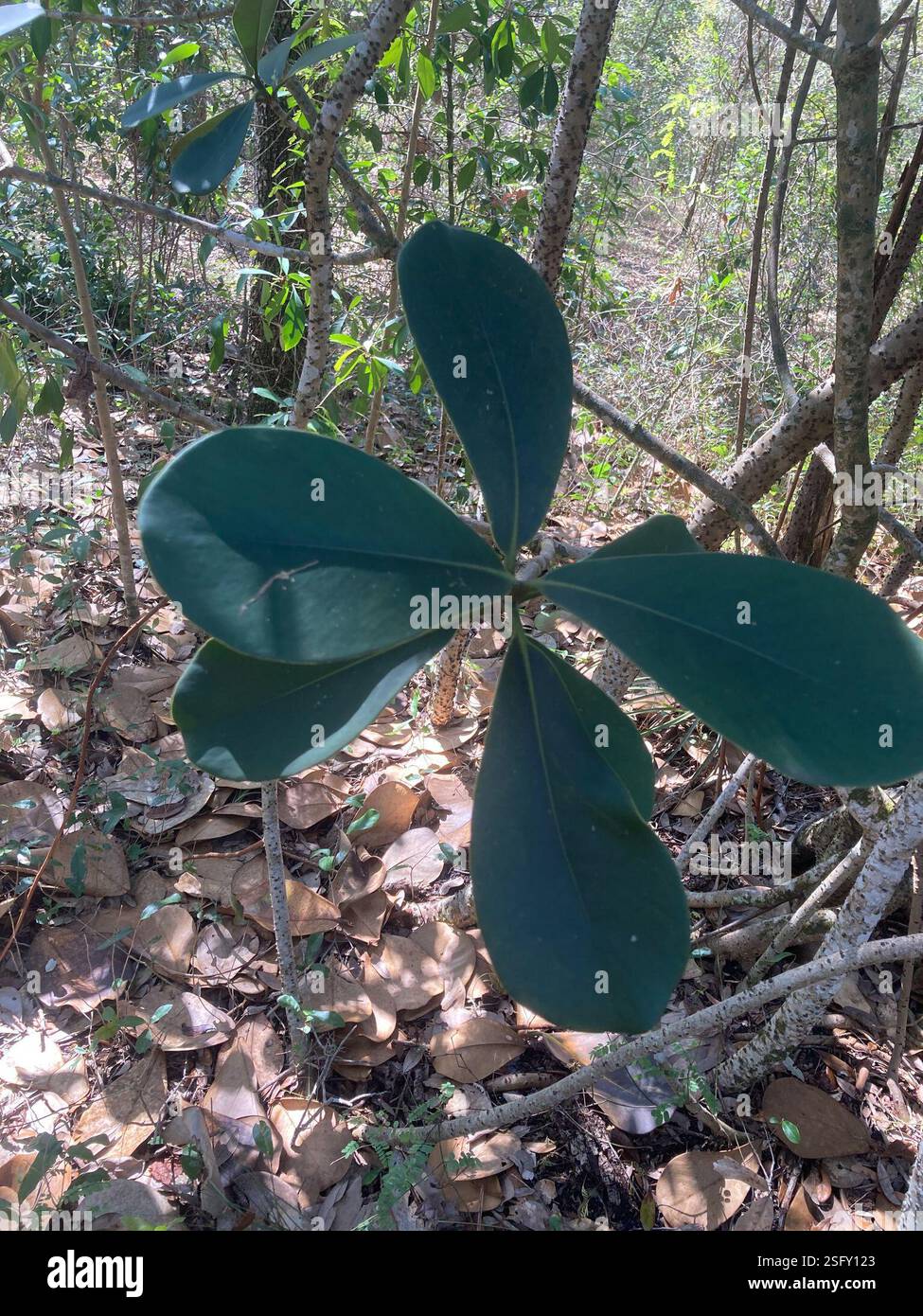 attorney trees (Clusia), Plantae, Tree Tops Park, Davie, FL, US Stock ...