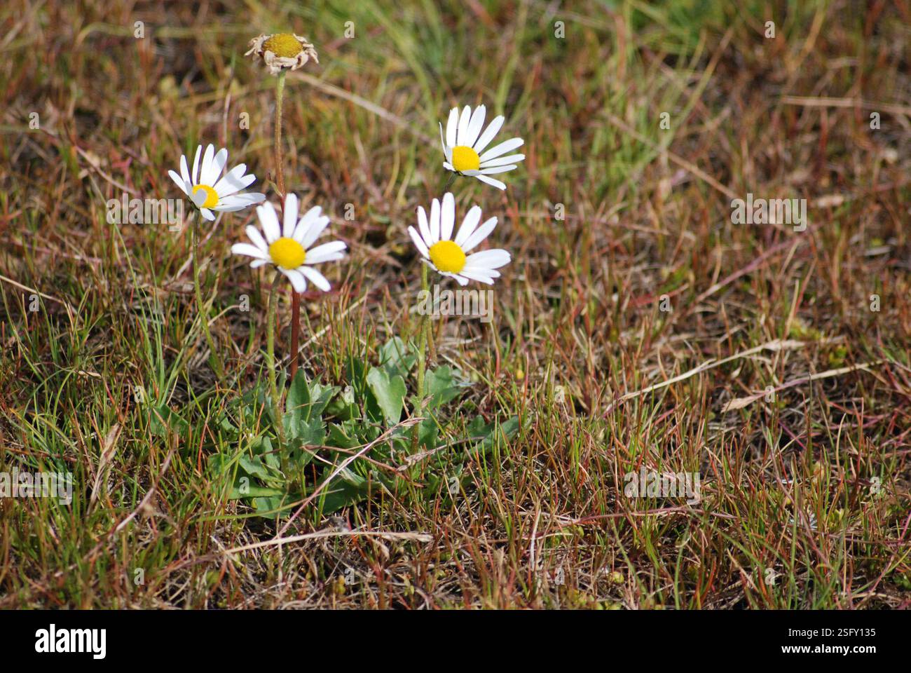 Arctic Daisy (Arctanthemum arcticum), Plantae, Провиденский р-н ...