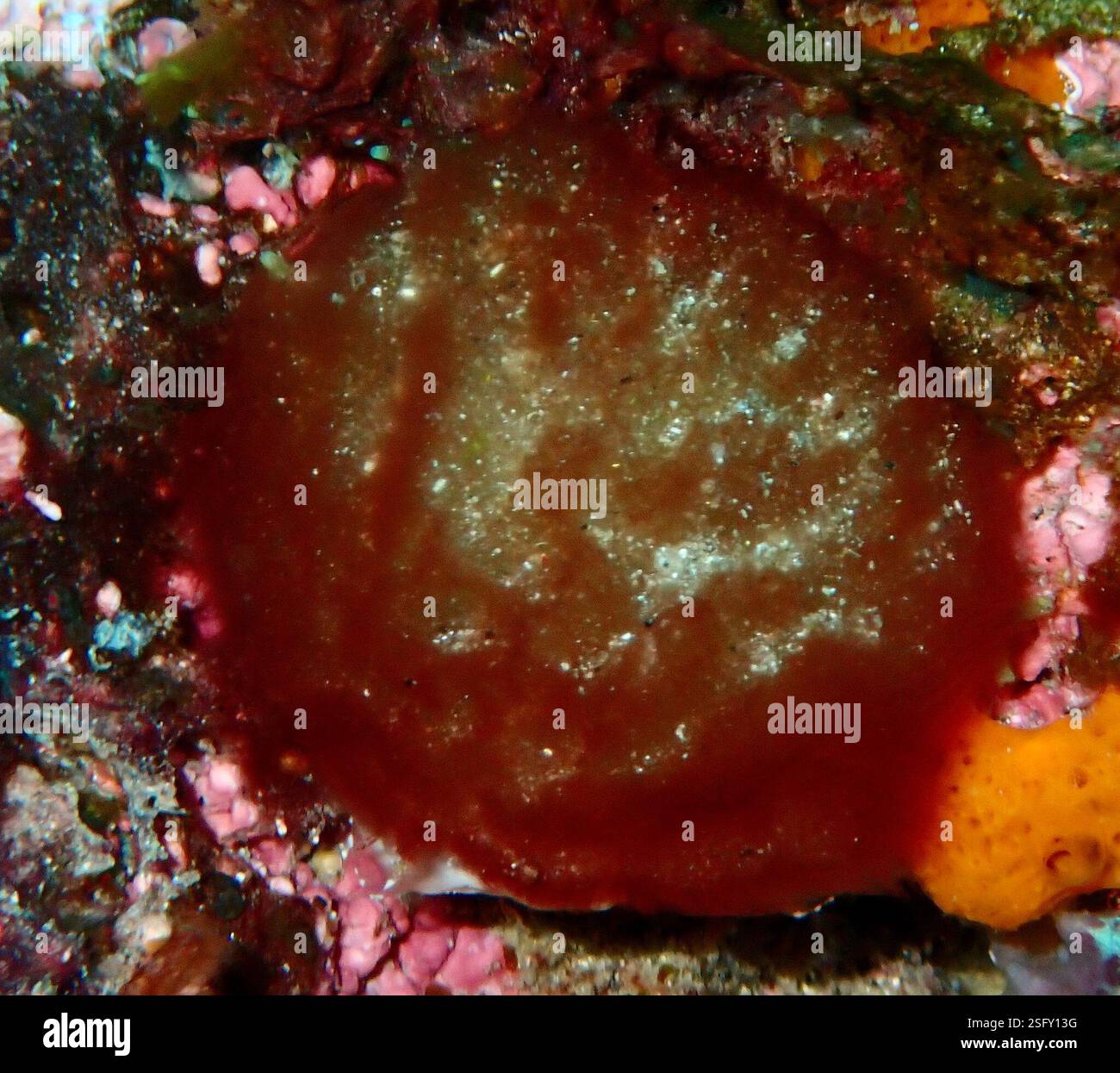 red algae (Rhodophyta), Plantae, Baía Entre Picos, Cape Verde, CV Stock ...