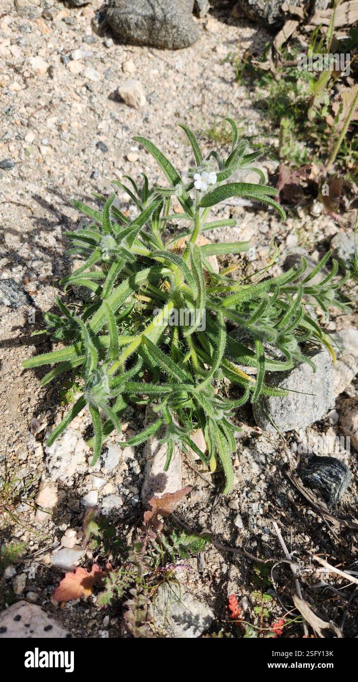 bearded cryptantha (Cryptantha barbigera), Plantae, Whitewater, CA ...