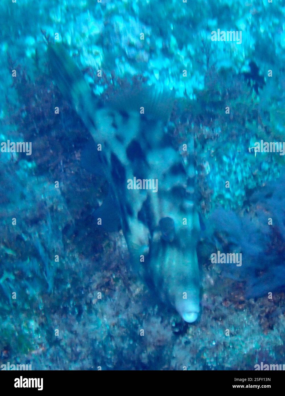 Planehead Filefish (Stephanolepis hispida), Actinopterygii, Calheta ...