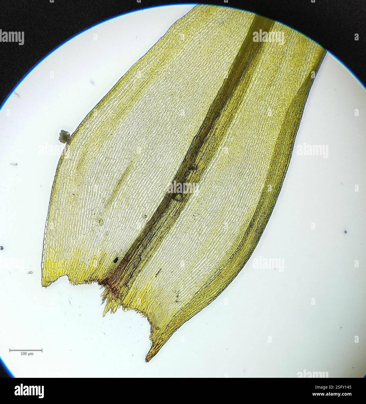 Woolly Fringe-moss (Racomitrium lanuginosum), Plantae, Ourense, España ...