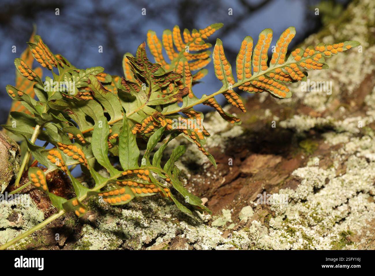 polypody ferns (Polypodium), Plantae, Sefton Park, Mossley Hill Drive ...