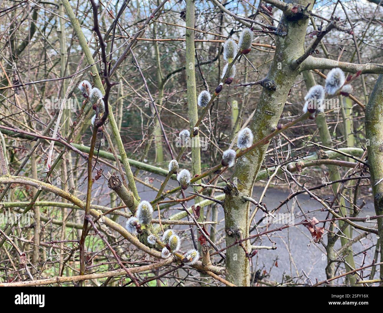 goat willow (Salix caprea), Plantae, Chelmer Village Way, Chelmsford ...