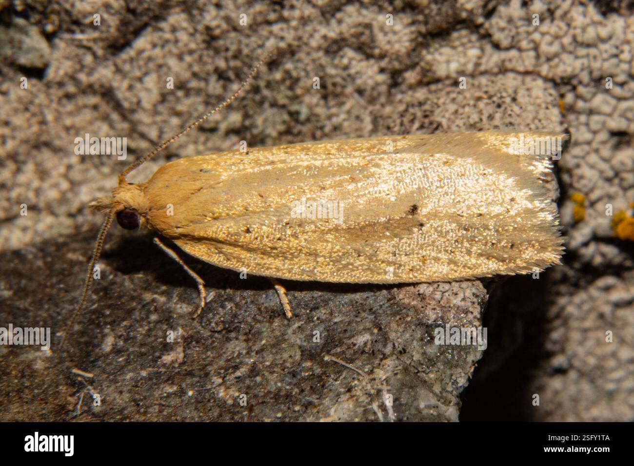 Lucerne Leafroller Moth (Clepsis divulsana), Insecta, Ashburton Lakes ...