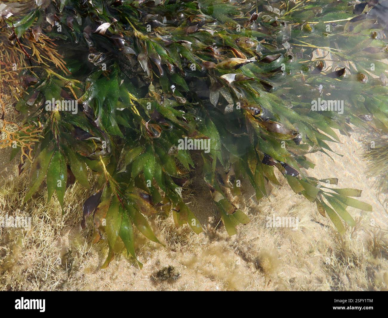 plants (Plantae), Plantae, Millers Beach, Bellingham, Tasmania ...