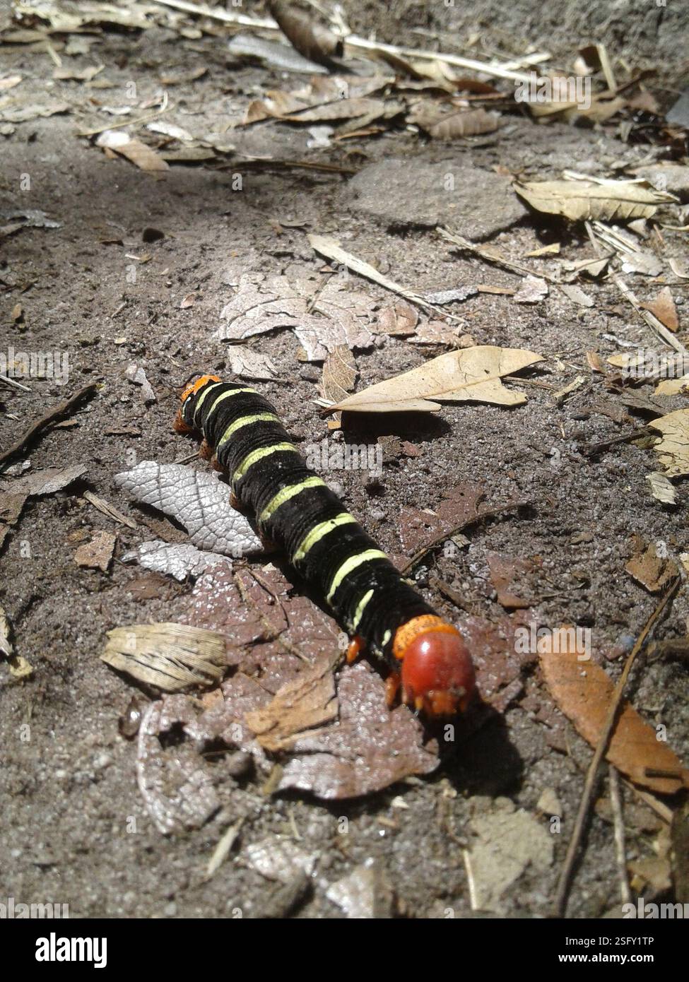 Tetrio Sphinx (Pseudosphinx tetrio), Insecta, Andaraí - State of Bahia ...