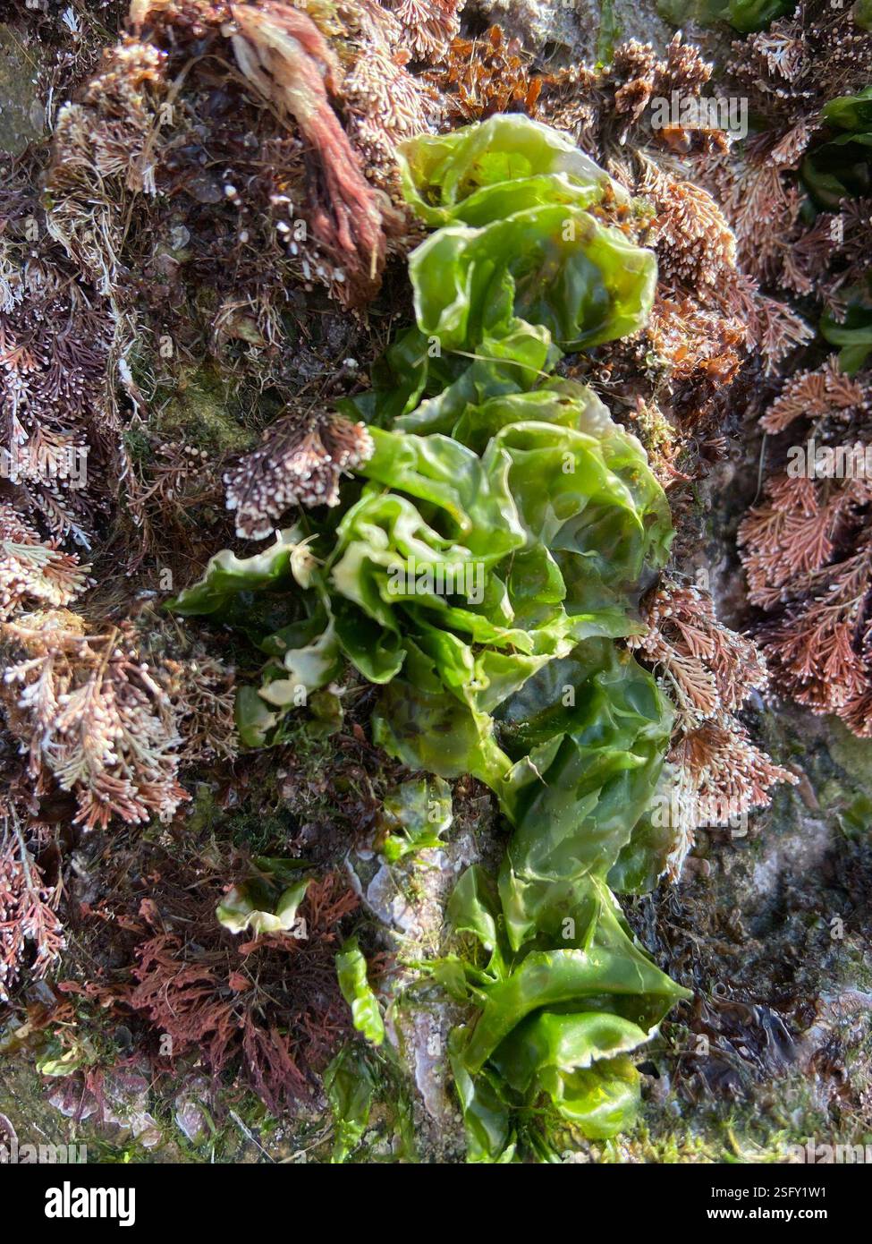 Ulvophycean green algae (Ulvophyceae), Plantae, Puerto de Campos, Ses ...