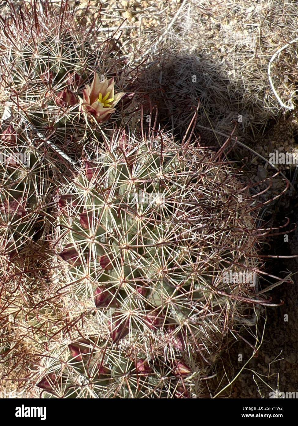 Peninsular fishhook cactus (Cochemiea dioica), Plantae, Anza-Borrego ...