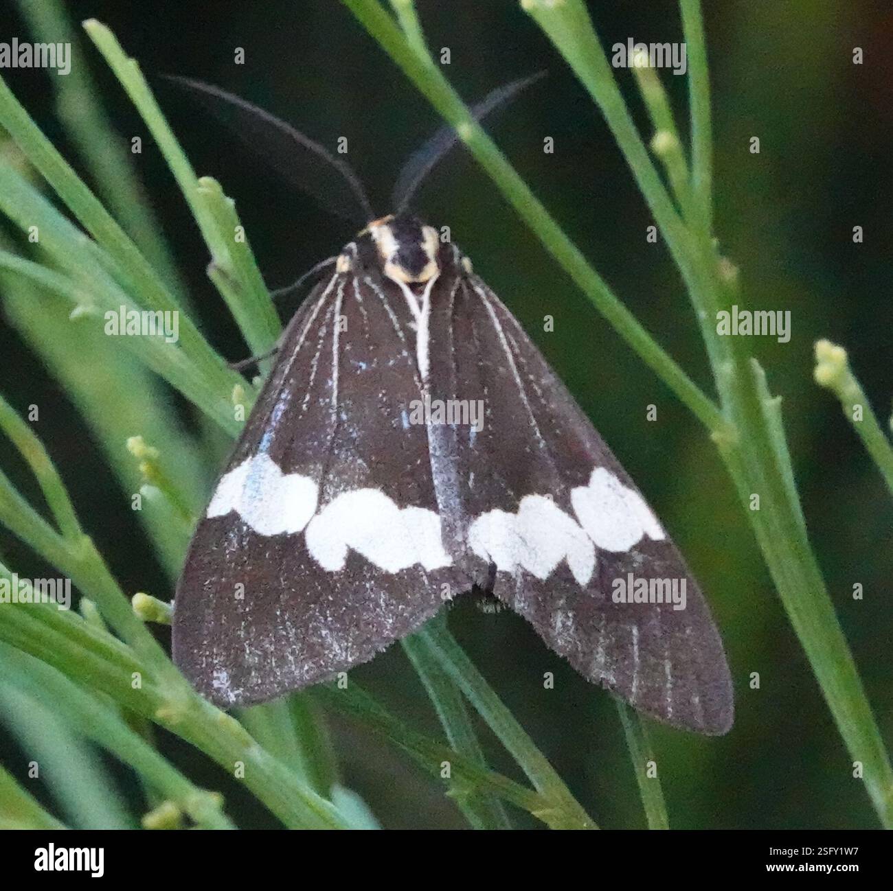 Australian magpie moth (Nyctemera amicus), Insecta, Heathmont VIC 3135 ...