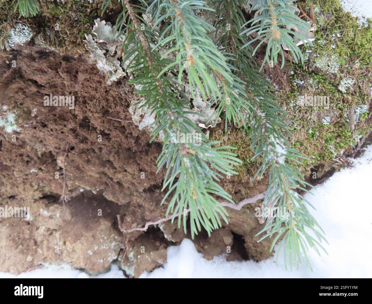 Engelmann spruce (Picea engelmannii), Plantae, Summit, Colorado, United ...
